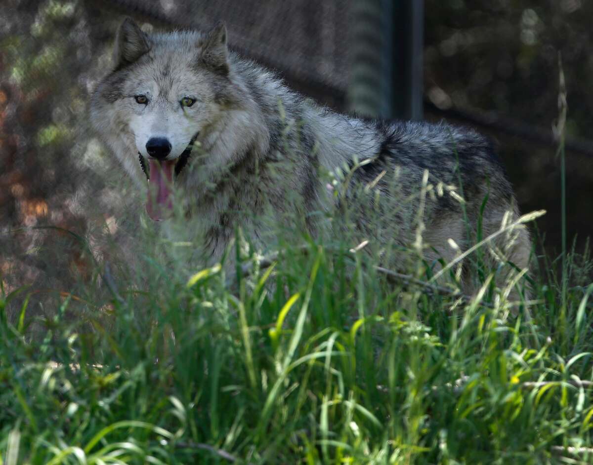 Wolves in Northern California aren’t just loping through anymore; they ...