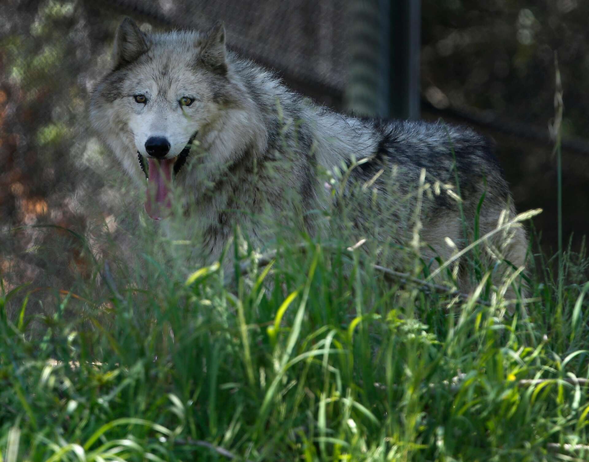 Wolves in Northern California aren’t just loping through anymore; they ...