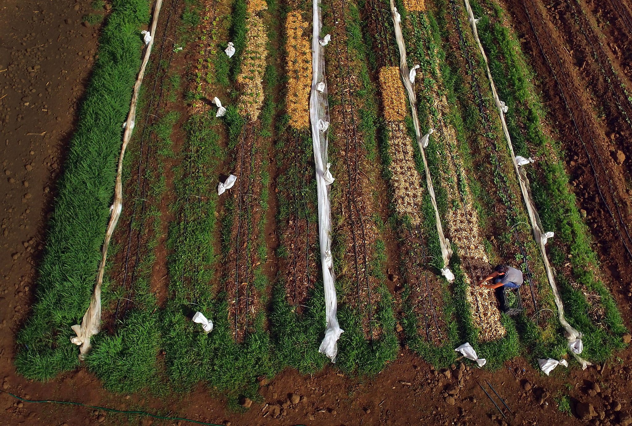 Report: America is losing its best farmland