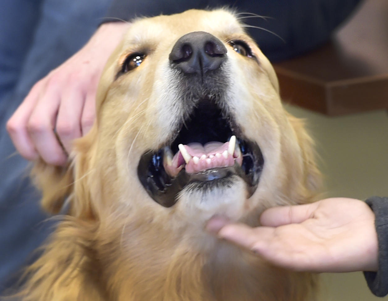 Most popular names, breeds for dogs and cats in Albany