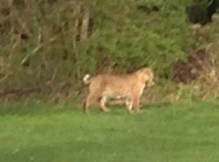 Bobcat spotted in Fairfield - Connecticut Post