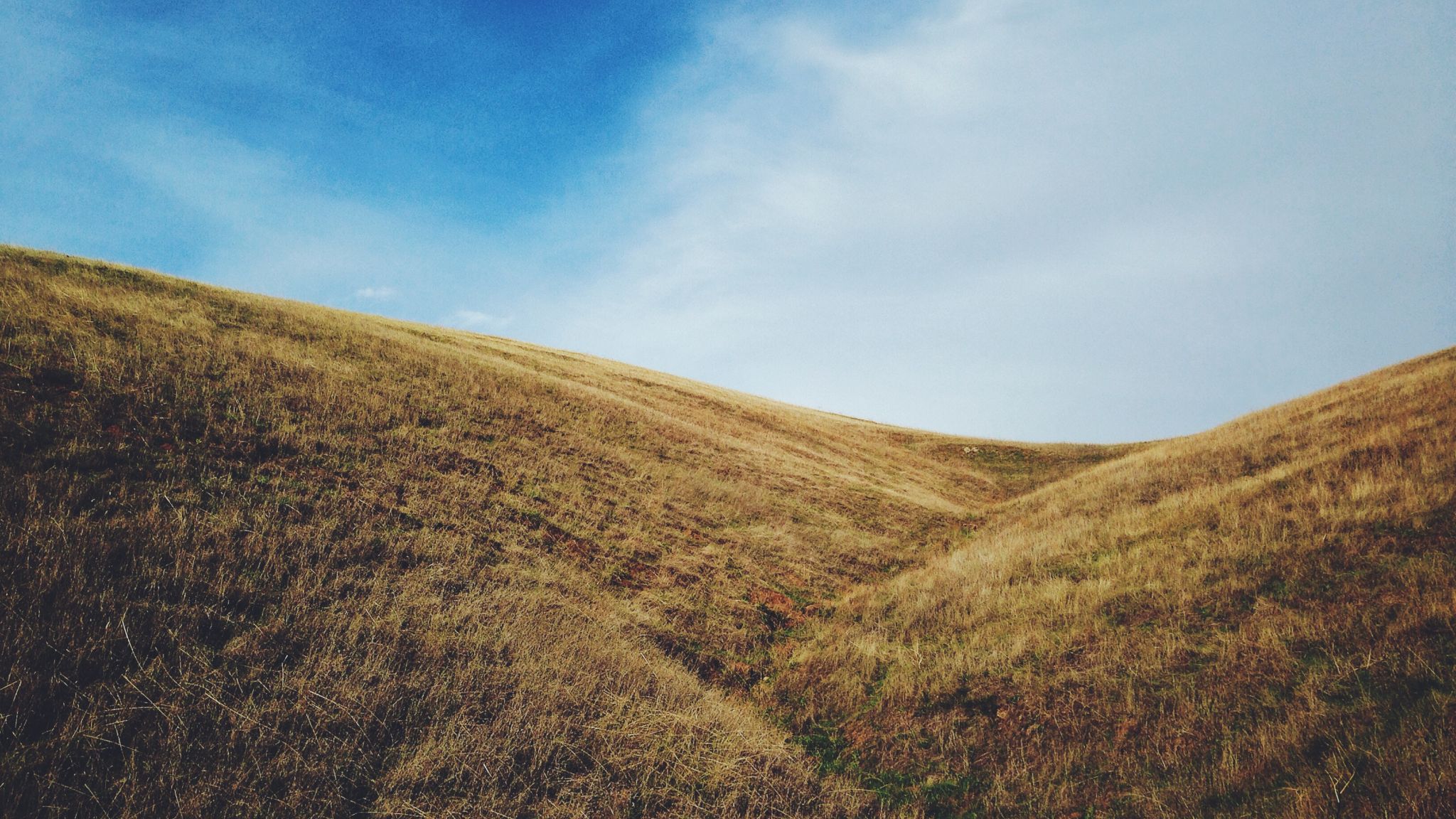 Warm, dry Diablo winds raise risk of falling trees in East Bay - SFGate