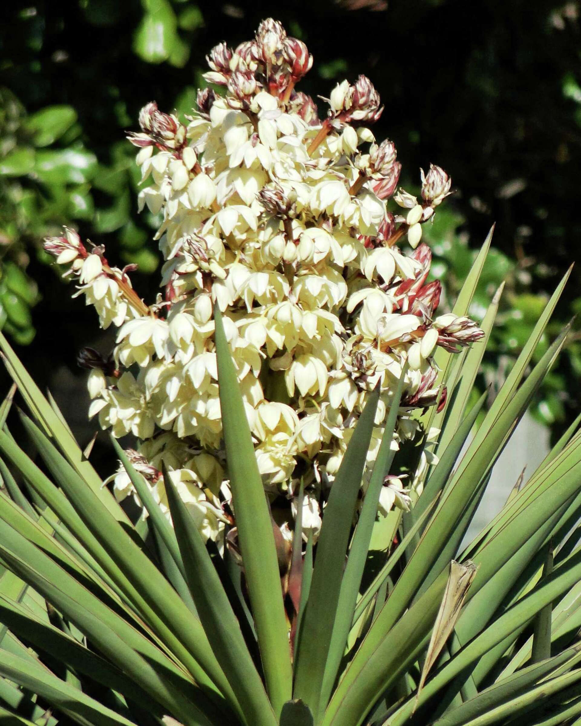 The deer-proof plants you should plant this spring