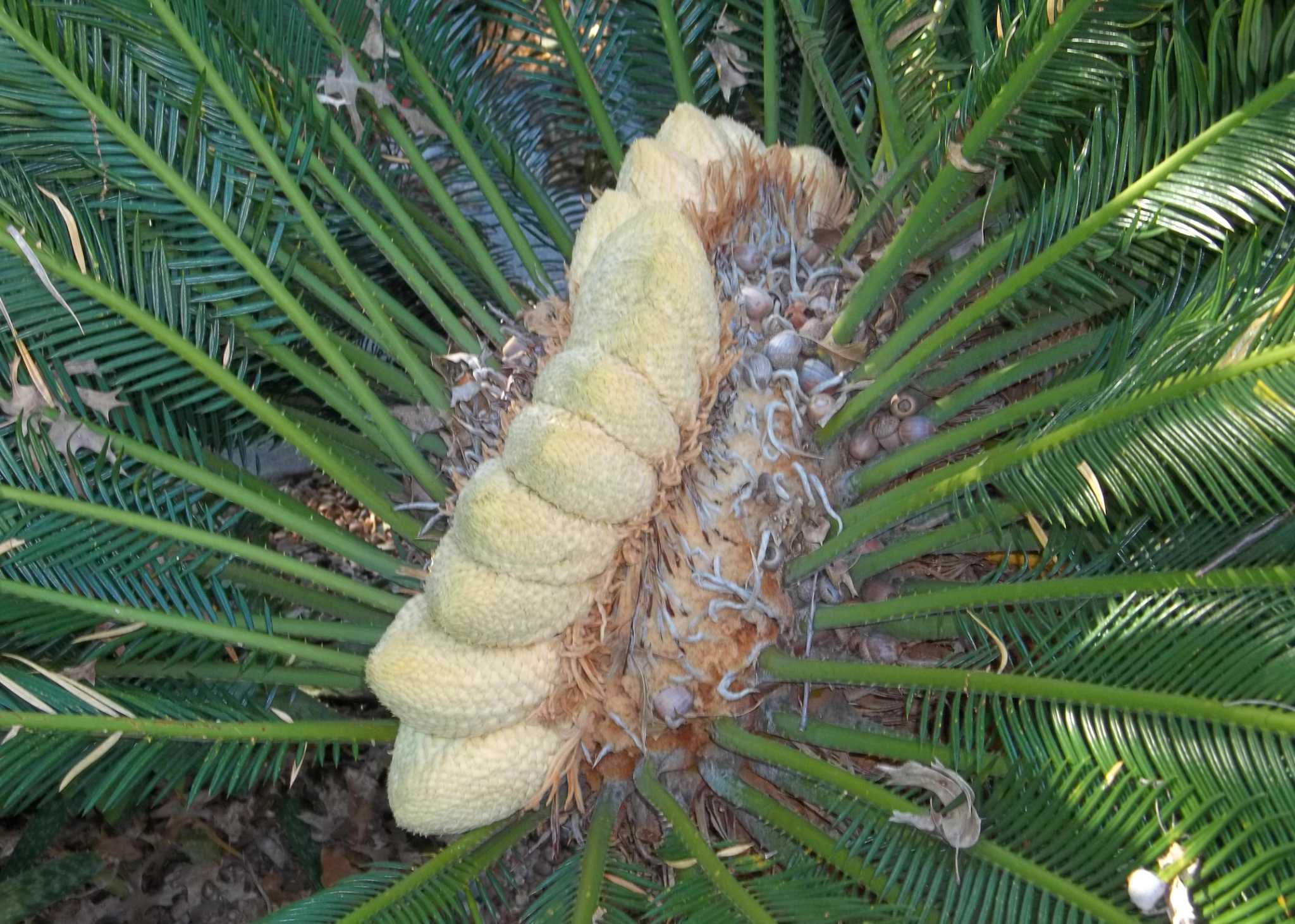 Variegated cane not invasive, but should still be contained