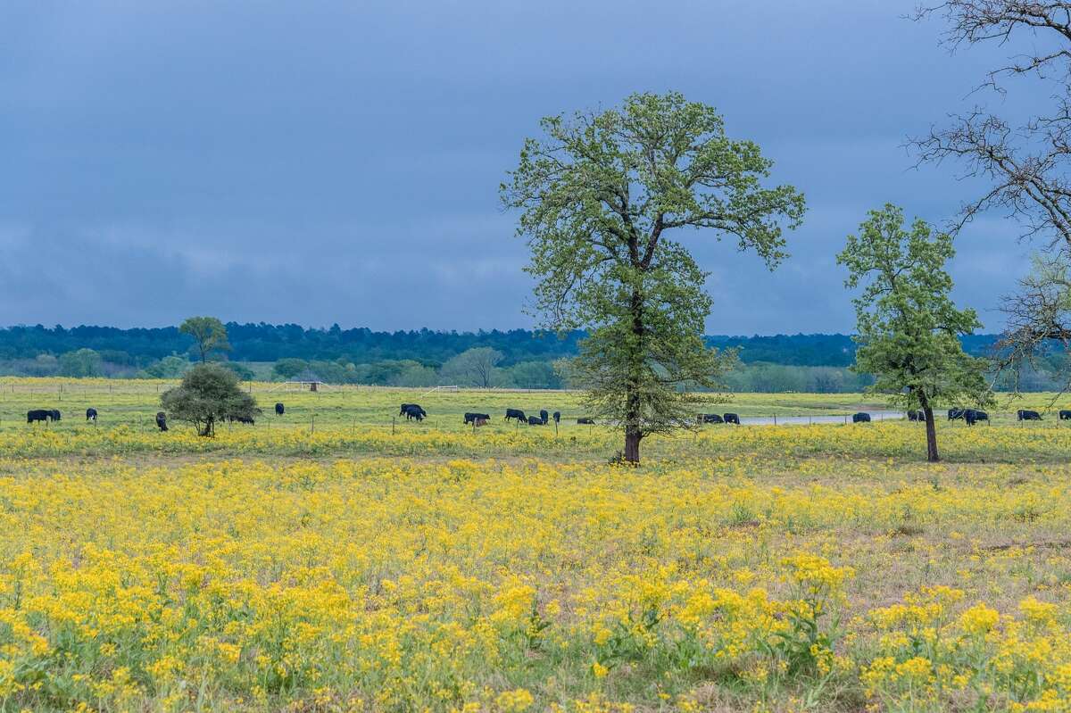 Saloon, private lake, and a personal peach orchard all come with ...