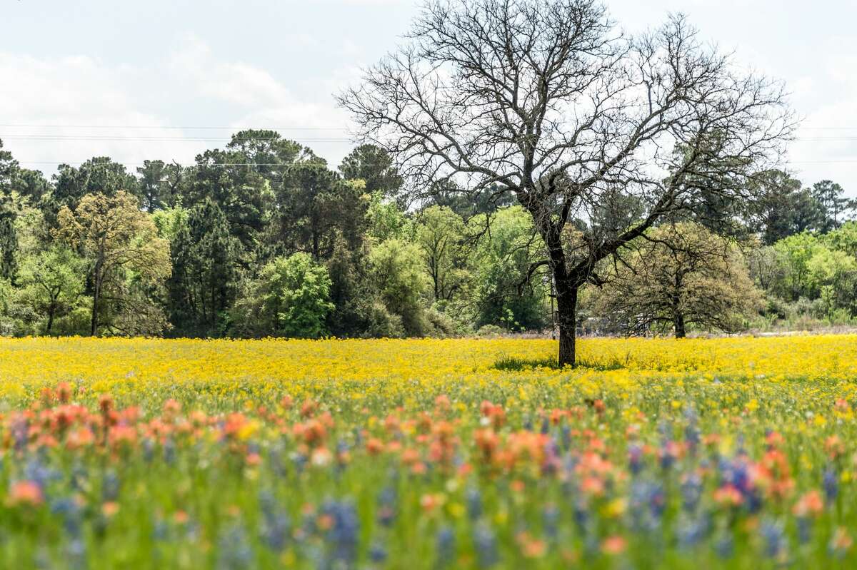 Saloon, private lake, and a personal peach orchard all come with ...