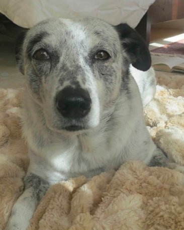 PETS REMEMBERED: Gracie