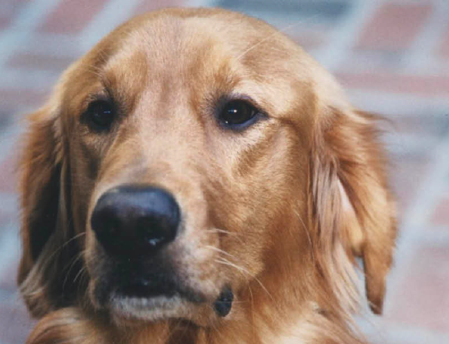 PETS REMEMBERED: Beau