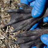 300th nutria killed in California as officials worry giant swamp rats ...