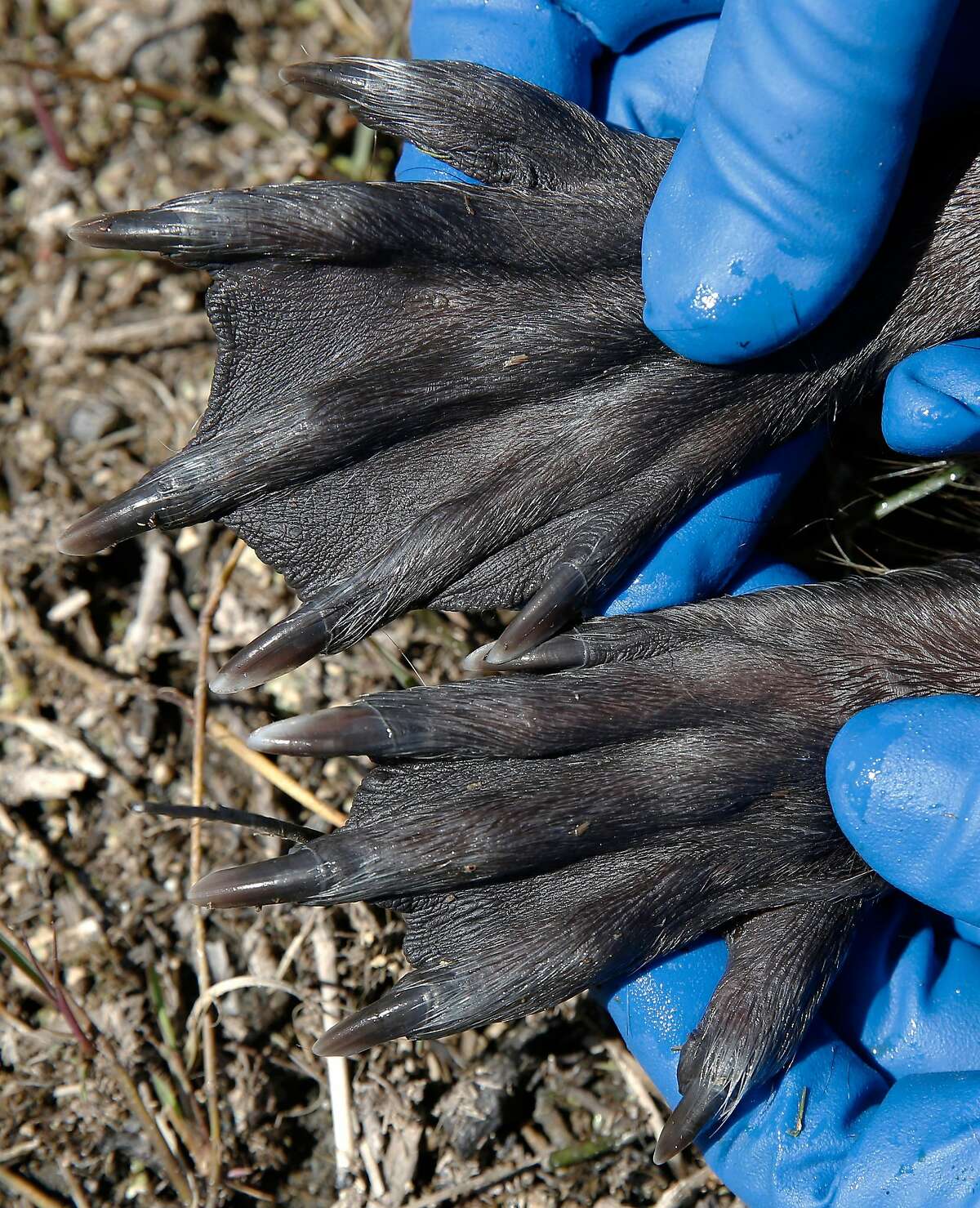 300th nutria killed in California as officials worry giant swamp rats ...