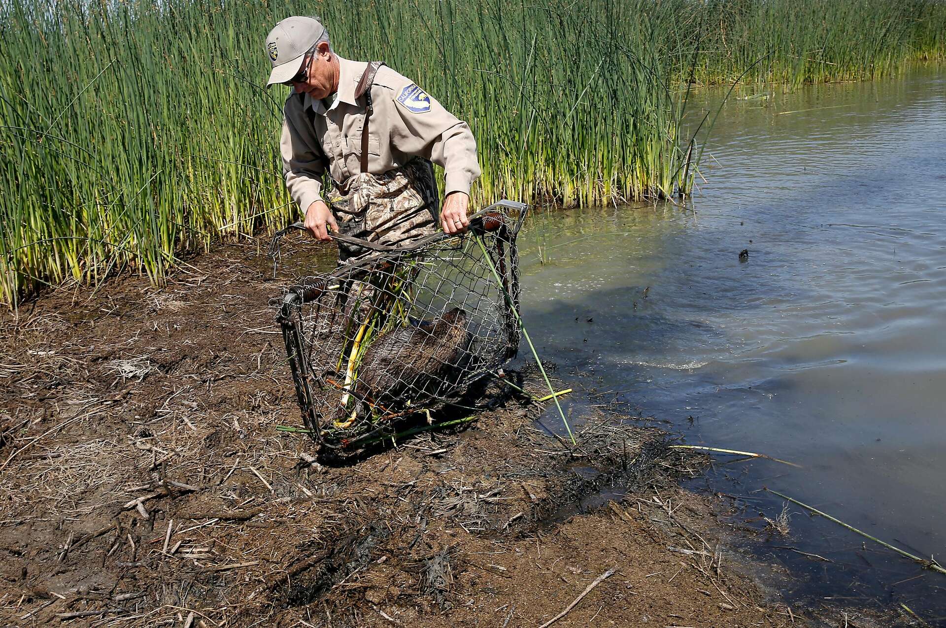 California's 20-pound invasive nutria problem could be worse than ...
