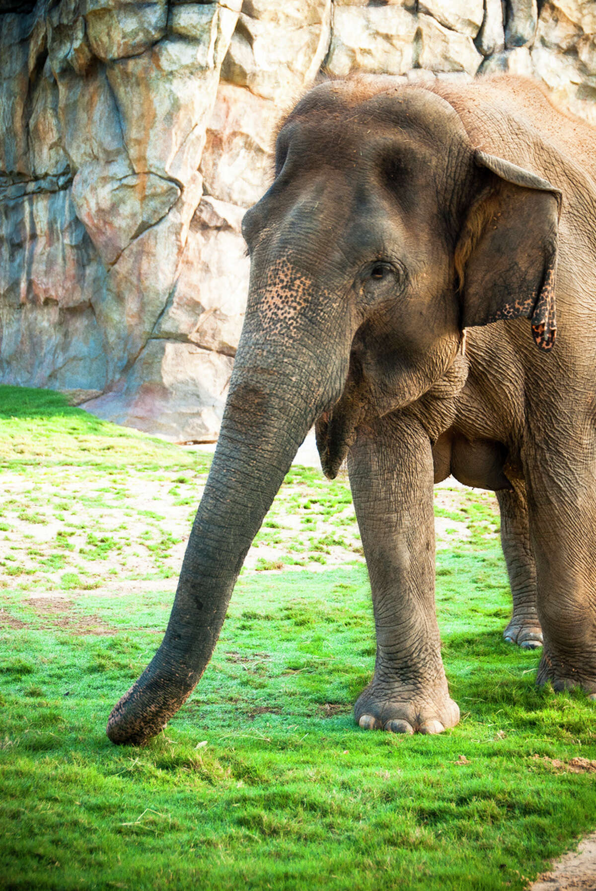 The Houston Zoo announces one of its elephants is pregnant