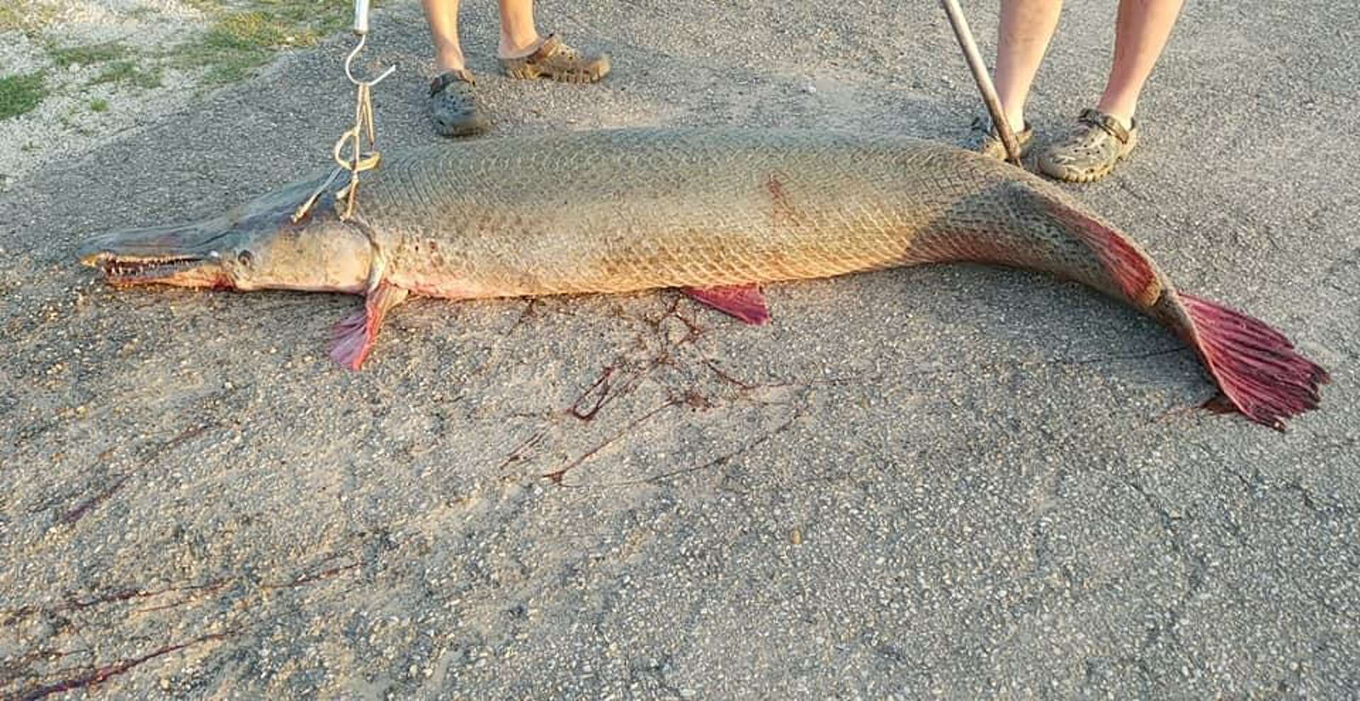 ‘Gar-gantuan’ fish pulled from the Trinity River in Liberty County