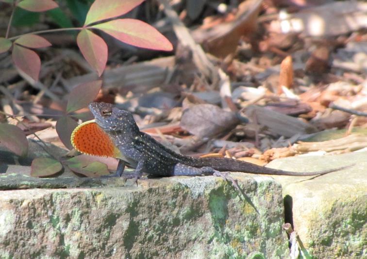 Researchers ask for help in documenting spread of invasive lizard