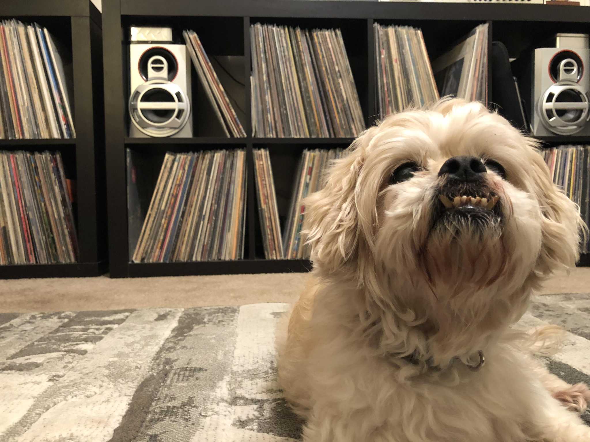 Wanna turn your dog into an Instagram star? Read this story.