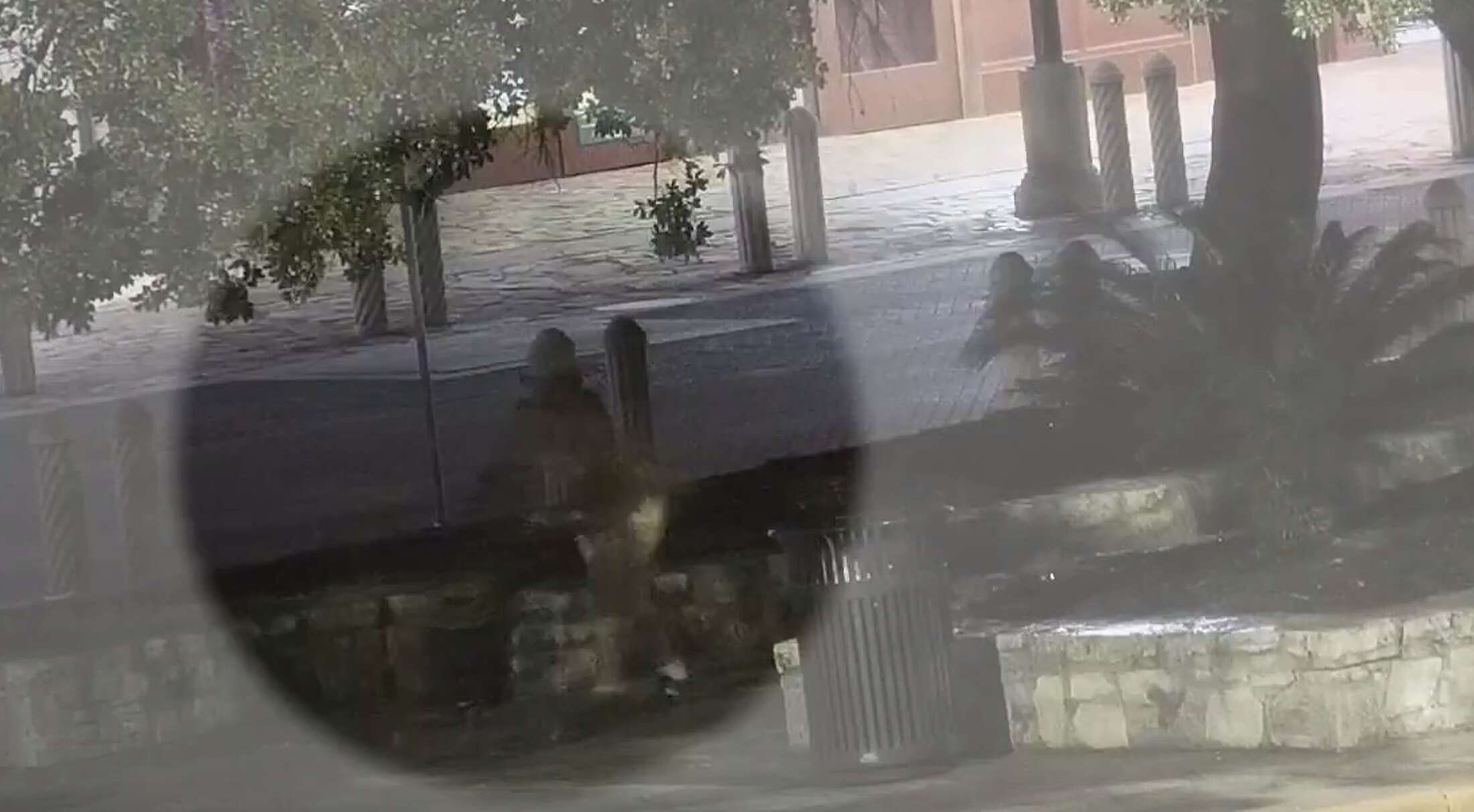 Video: Streaker at the Alamo tackled by ranger in front of tourists ...