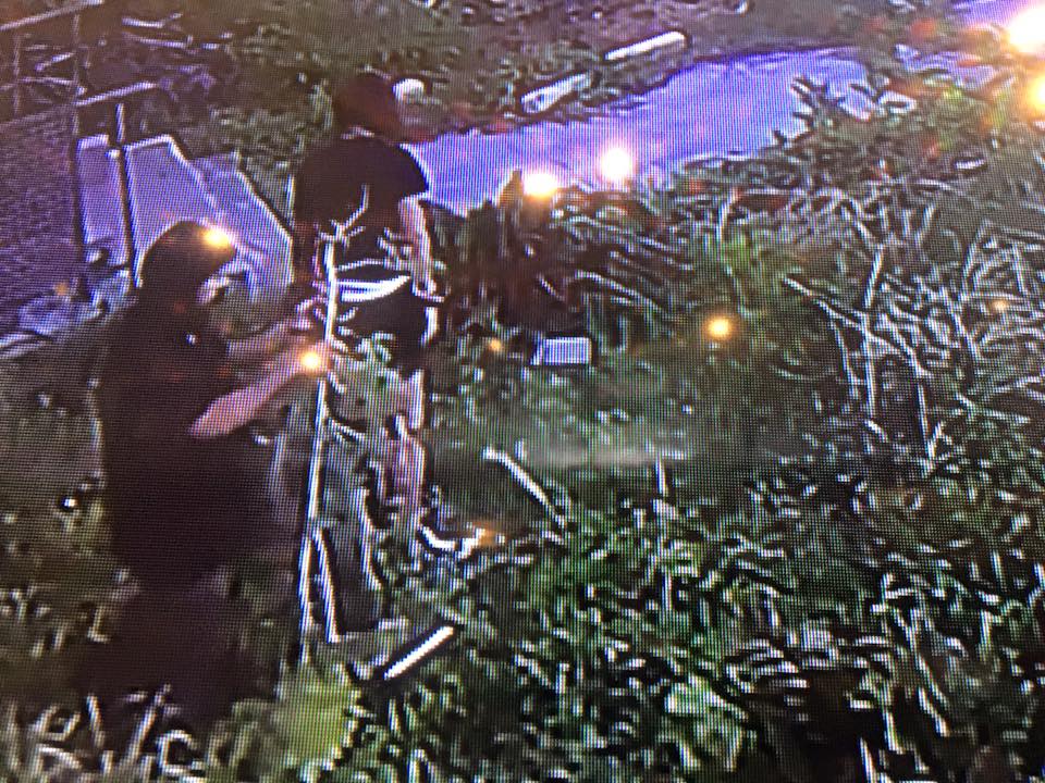 Thieves dig up and steal grapefruit tree, truckload of plants from ...