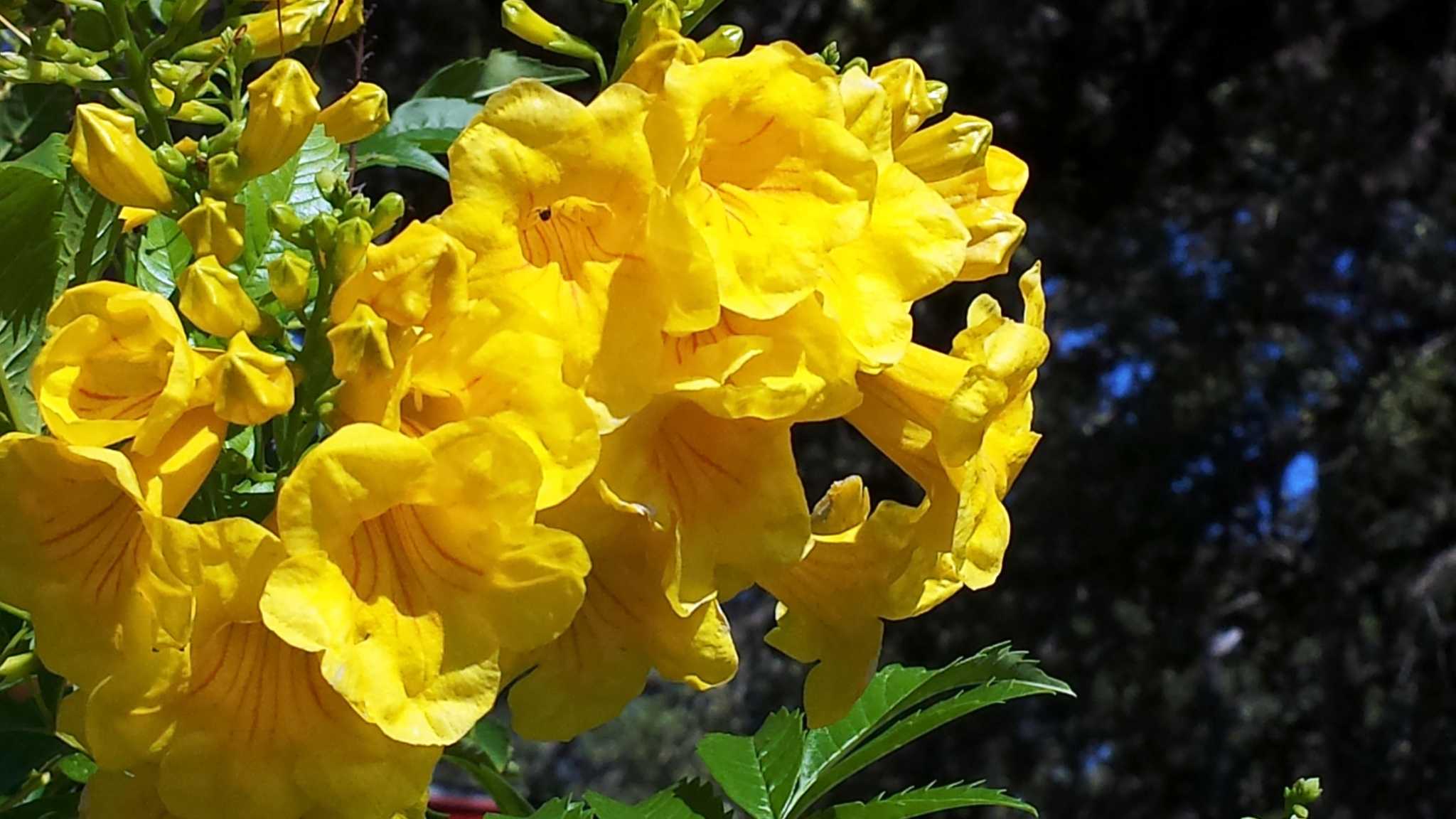 For your garden: 6 woody perennials that love the heat