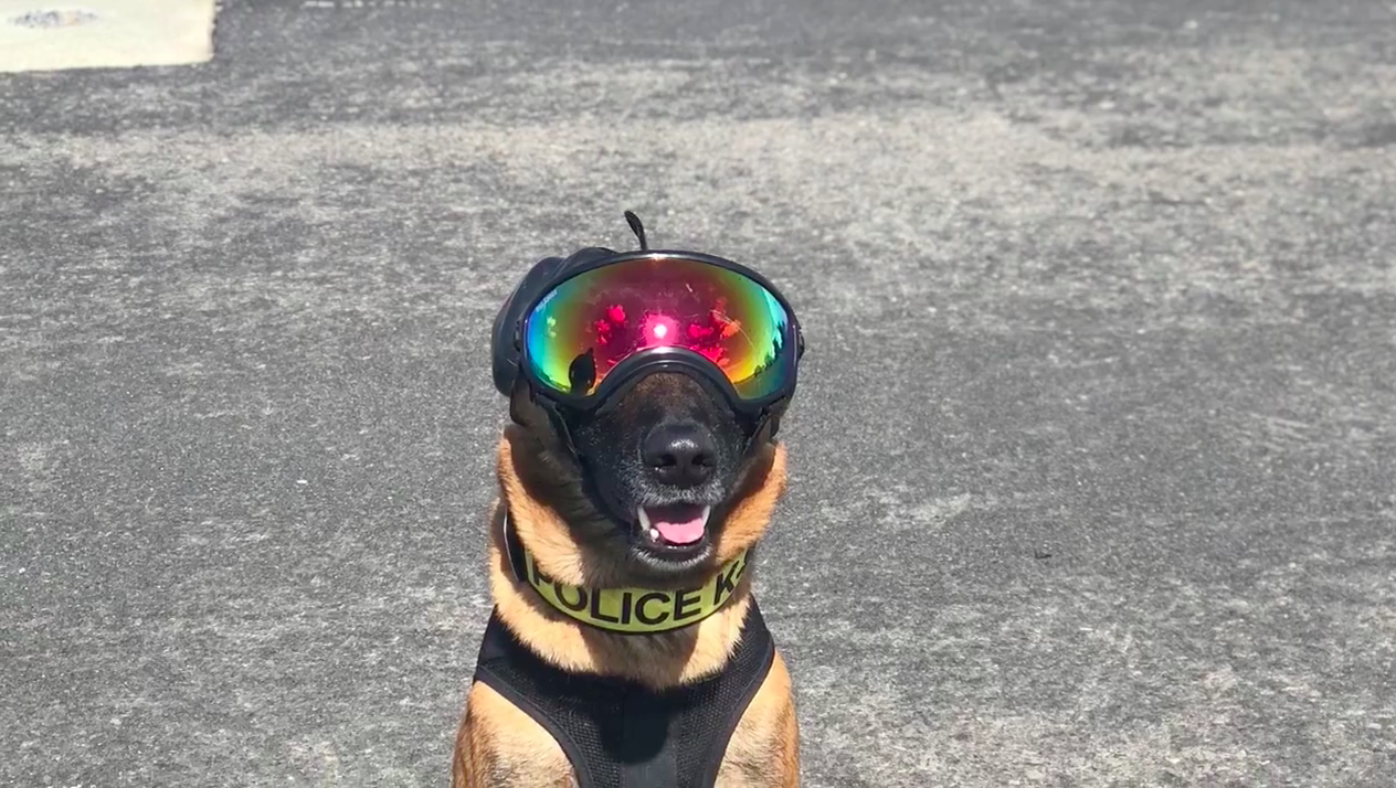 Watch this badass sunglass-wearing dog rappel into a CHP helicopter