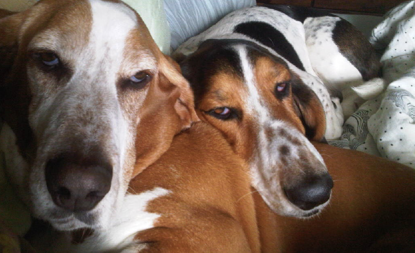 PETS REMEMBERED: Fred and Calvin, brothers in spirit if not by blood