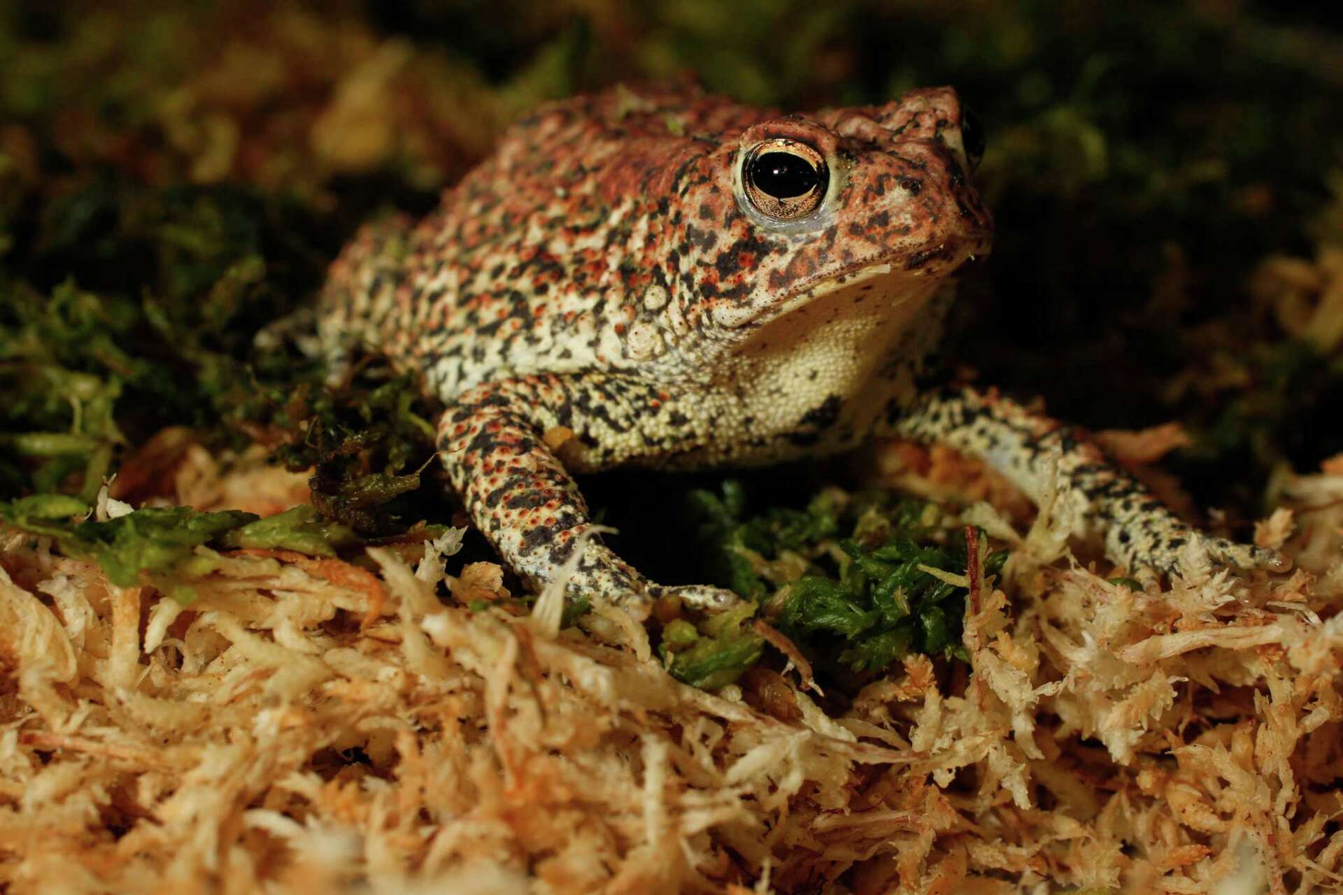 Endangered species that call Houston and Harris County home