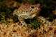 Endangered species that call Houston and Harris County home
