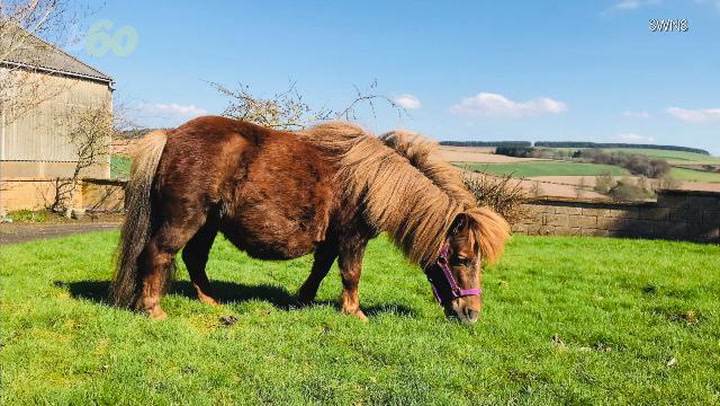 Bob Barker donates over 450 acres to DonkeyLand animal rescue group