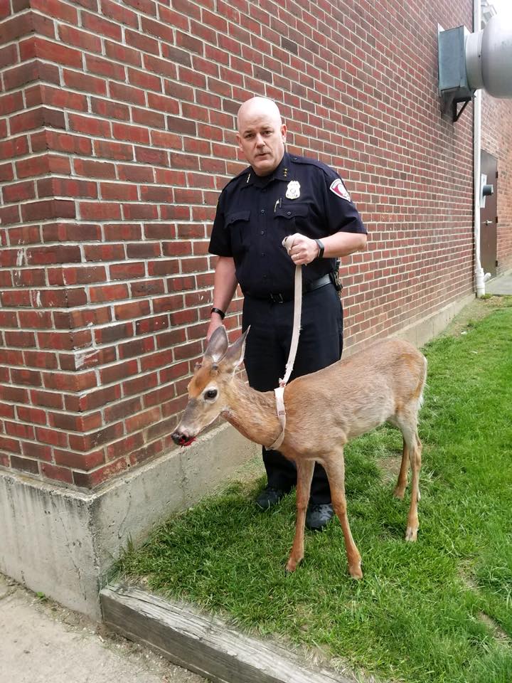 Photos: Deer hangs out with Watervliet police