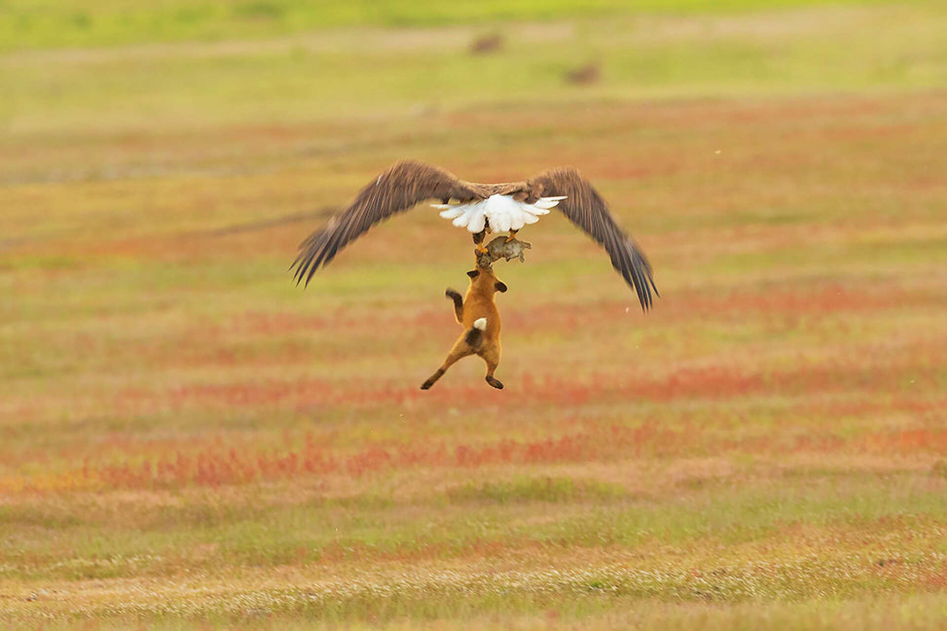 Wildlife photographer catches bald eagle swiping rabbit from baby fox ...