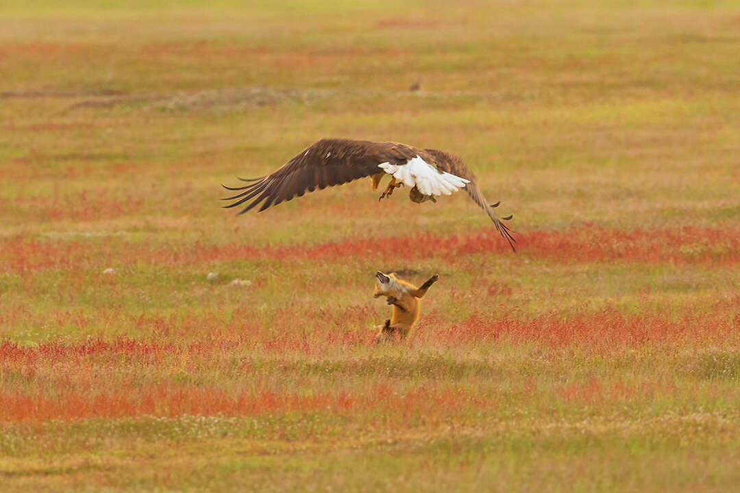 Local wildlife photographer catches bald eagle swiping rabbit from baby ...