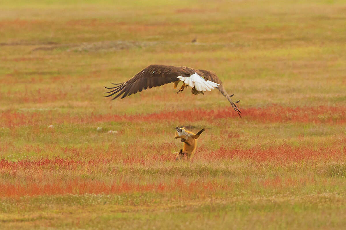 Wildlife photographer catches bald eagle swiping rabbit from baby fox ...