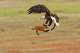 Wildlife photographer catches bald eagle swiping rabbit from baby fox ...