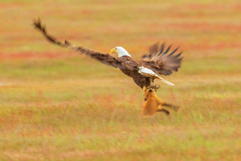Local wildlife photographer catches bald eagle swiping rabbit from baby ...