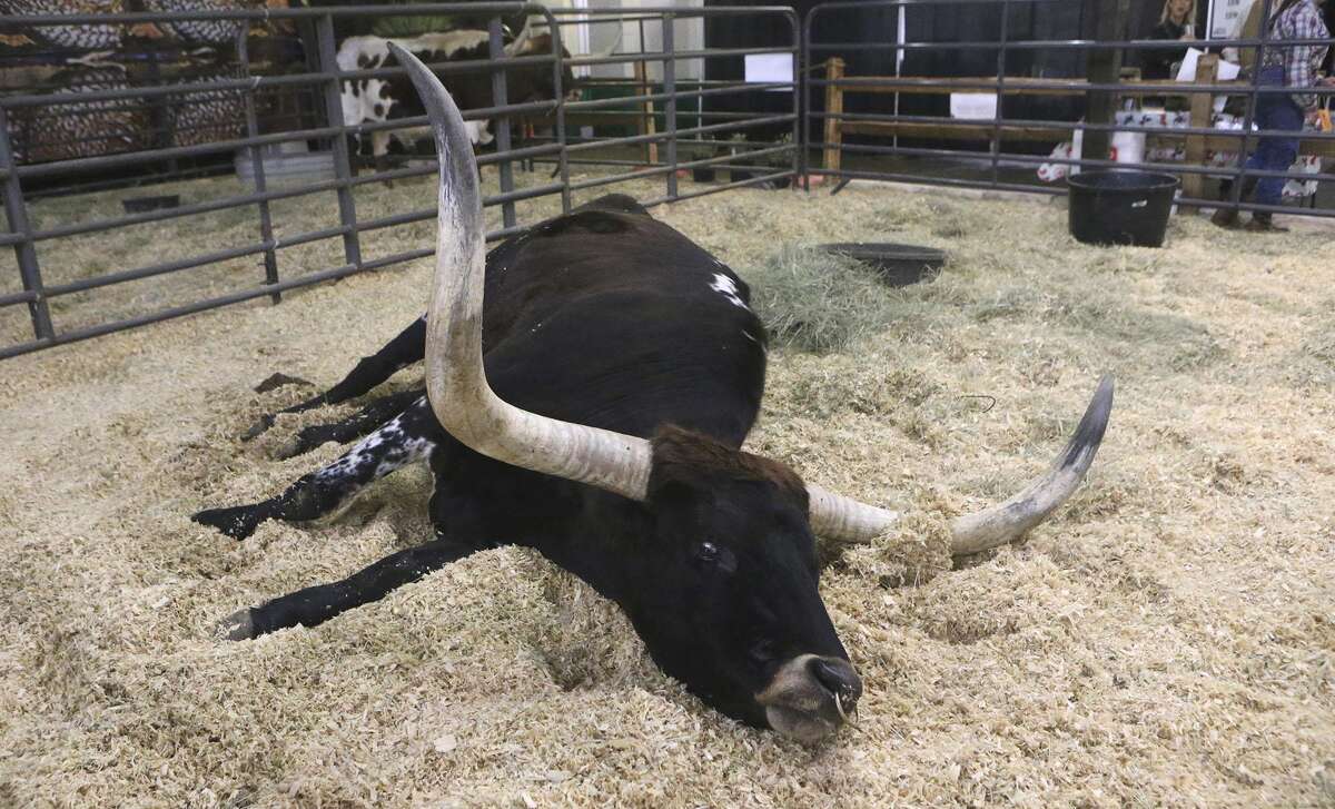 San Antonio Stock Show & Rodeo announces leadership shuffle, new ...