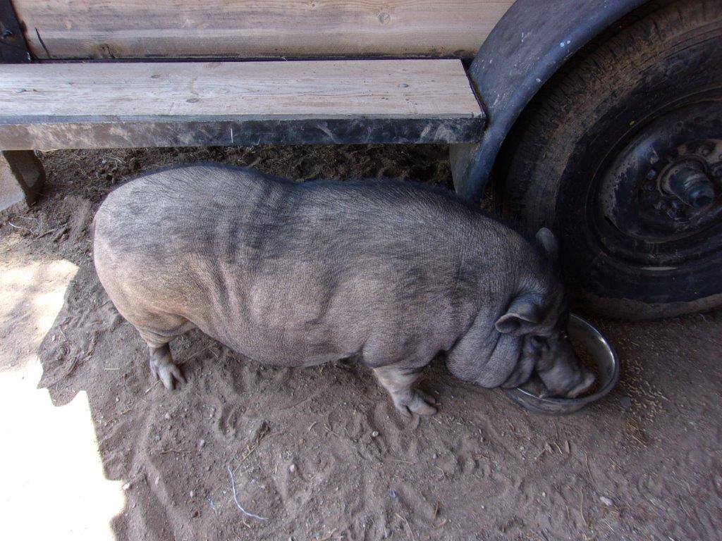 City’s stray pig finds new home