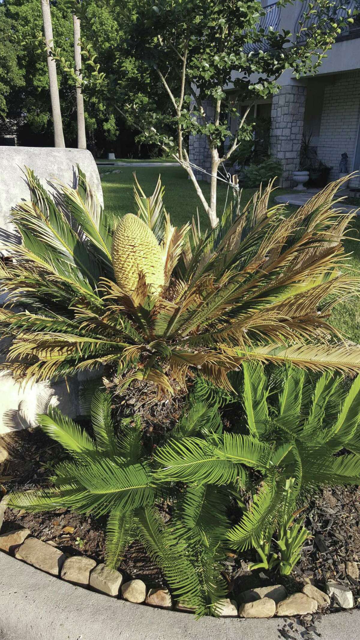 Michael Potter: Q&A on the hearty Sage Palm