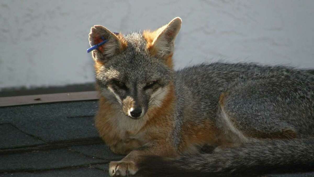 If you've been seeing adorable gray fox pups around the Bay Area lately ...