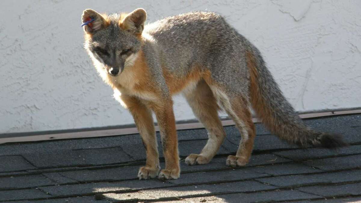 If you've been seeing adorable gray fox pups around the Bay Area lately ...