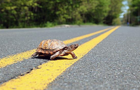 DEEP: ‘Give turtles a break and help them cross if it’s safe’