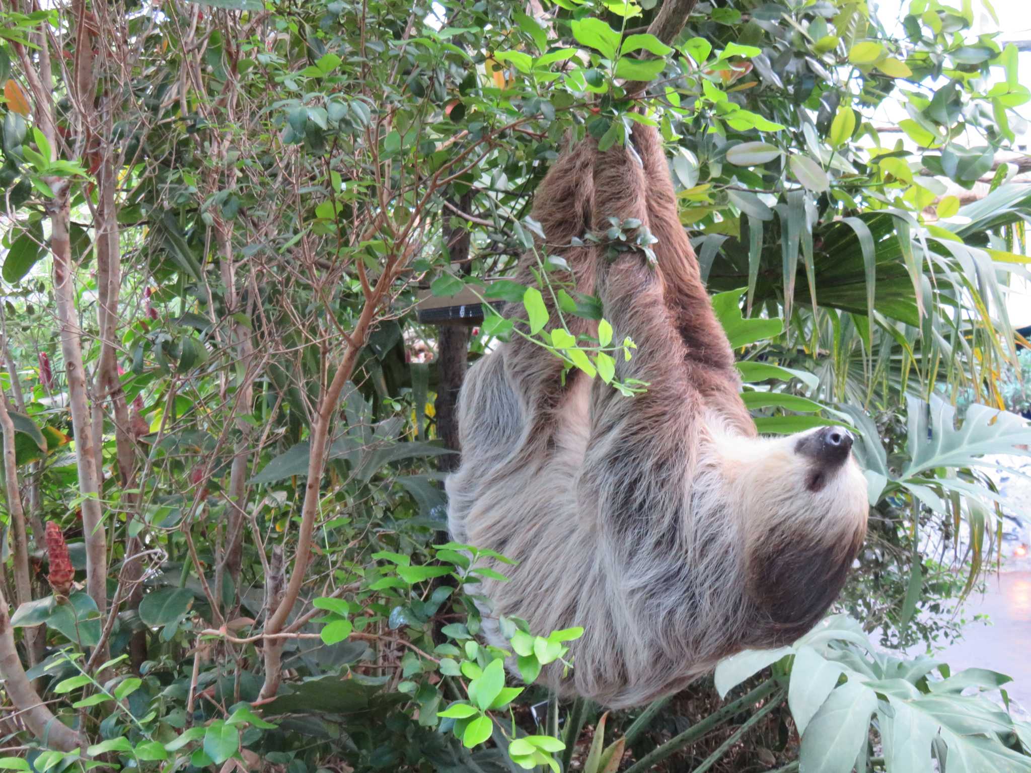 Texas State Aquarium brings its sloth count to two