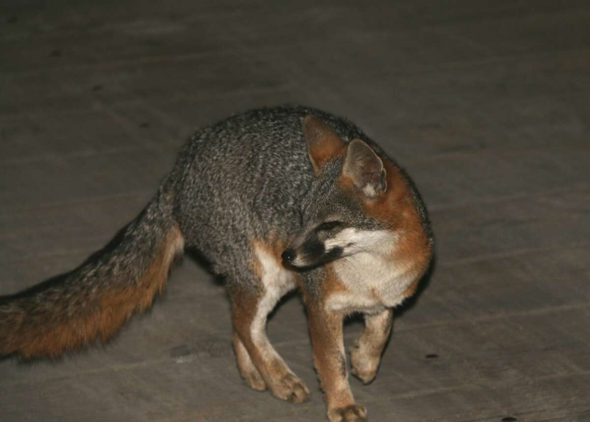 If you've been seeing adorable gray fox pups around the Bay Area lately ...