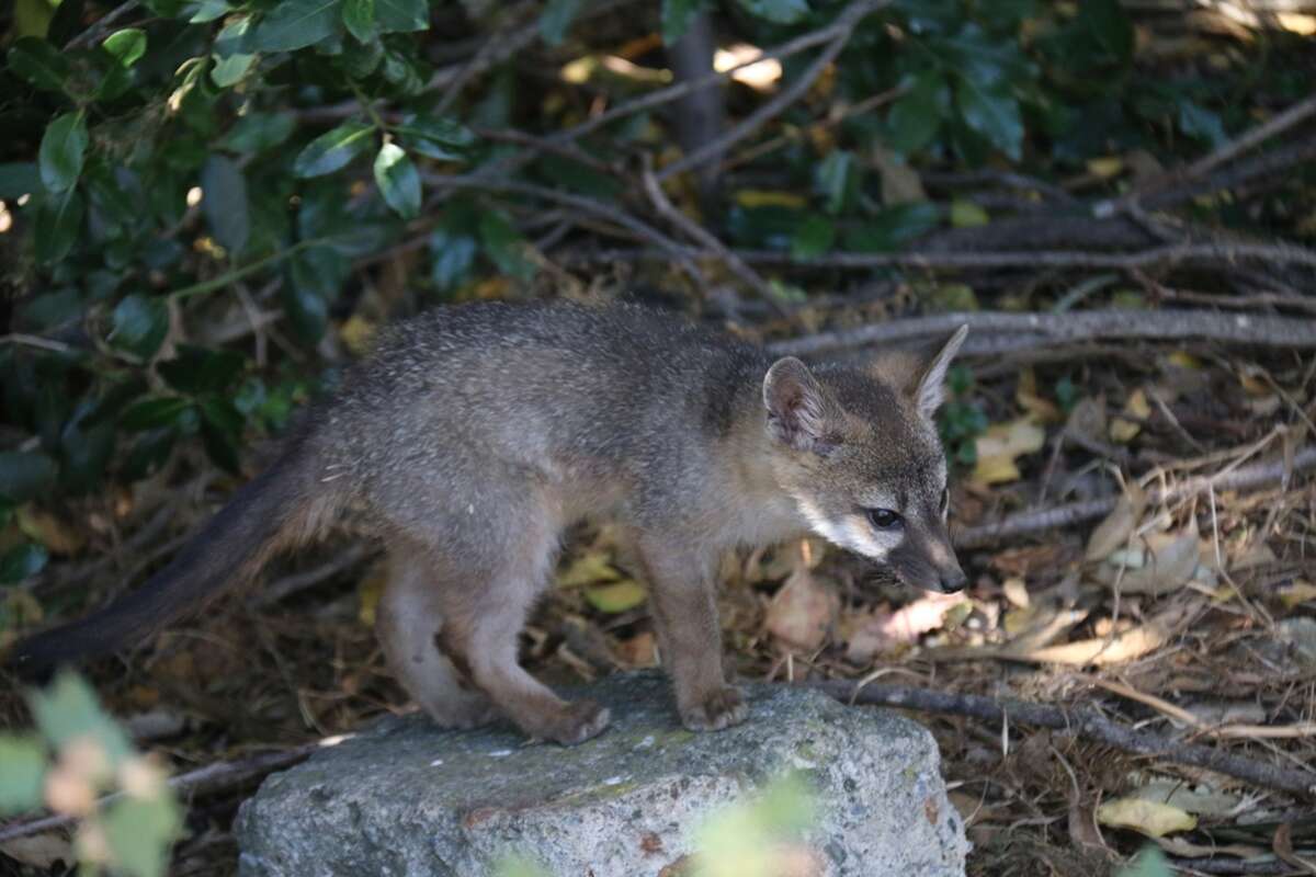 If you've been seeing adorable gray fox pups around the Bay Area lately ...