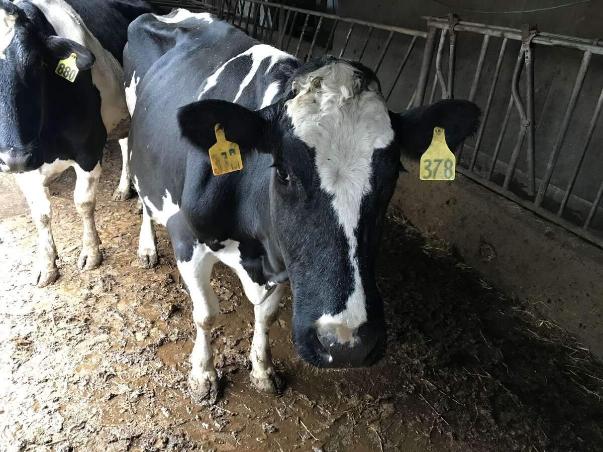 The serendipitous story of one of Cowgirl Creamery’s most popular cheeses