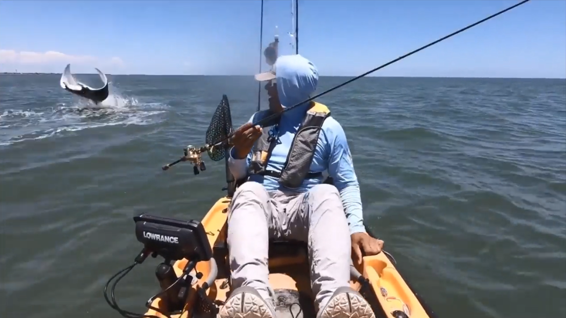 Video shows massive manta ray jumping out of water near Texas coast