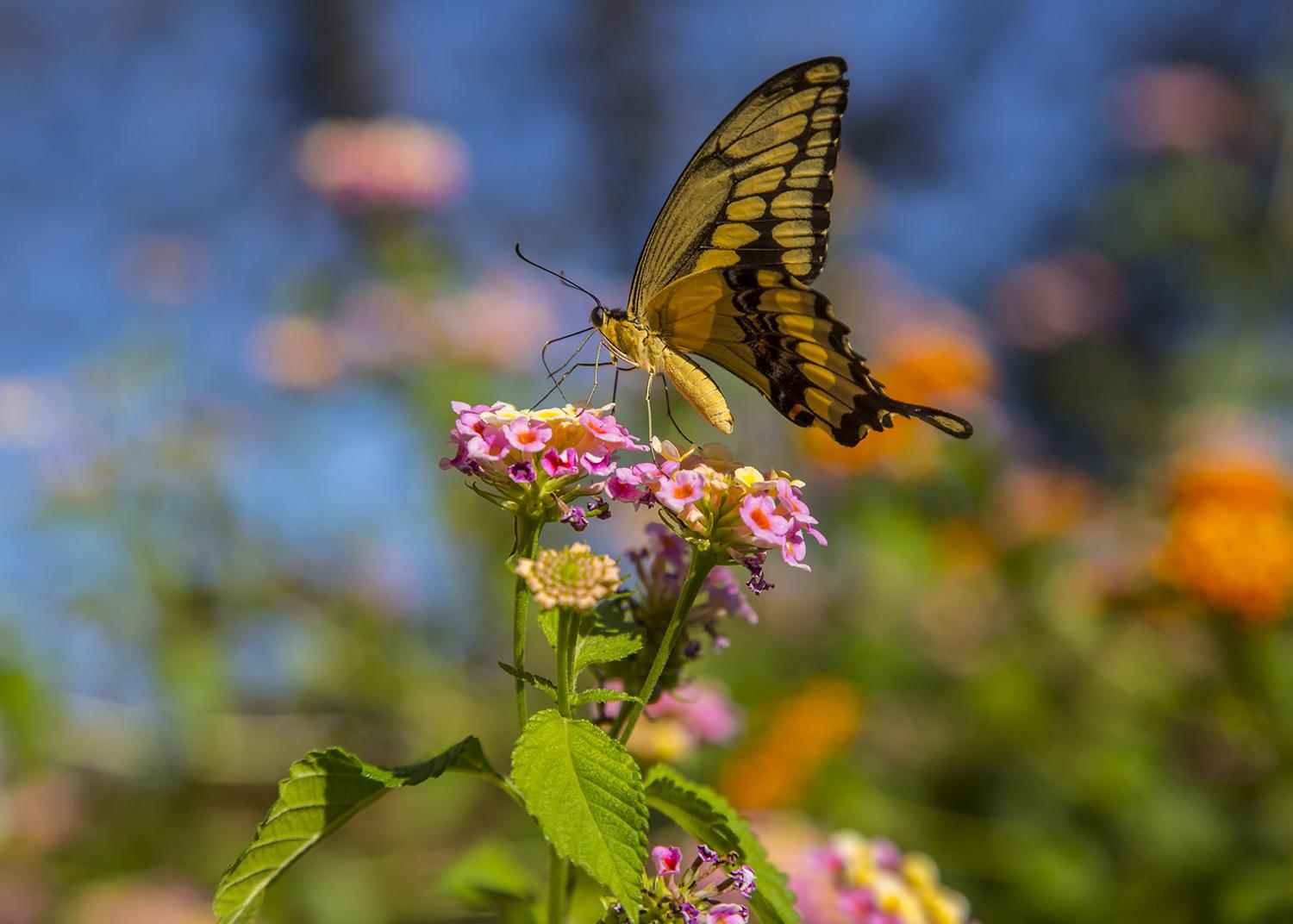The captivating beauty of Texas butterflies