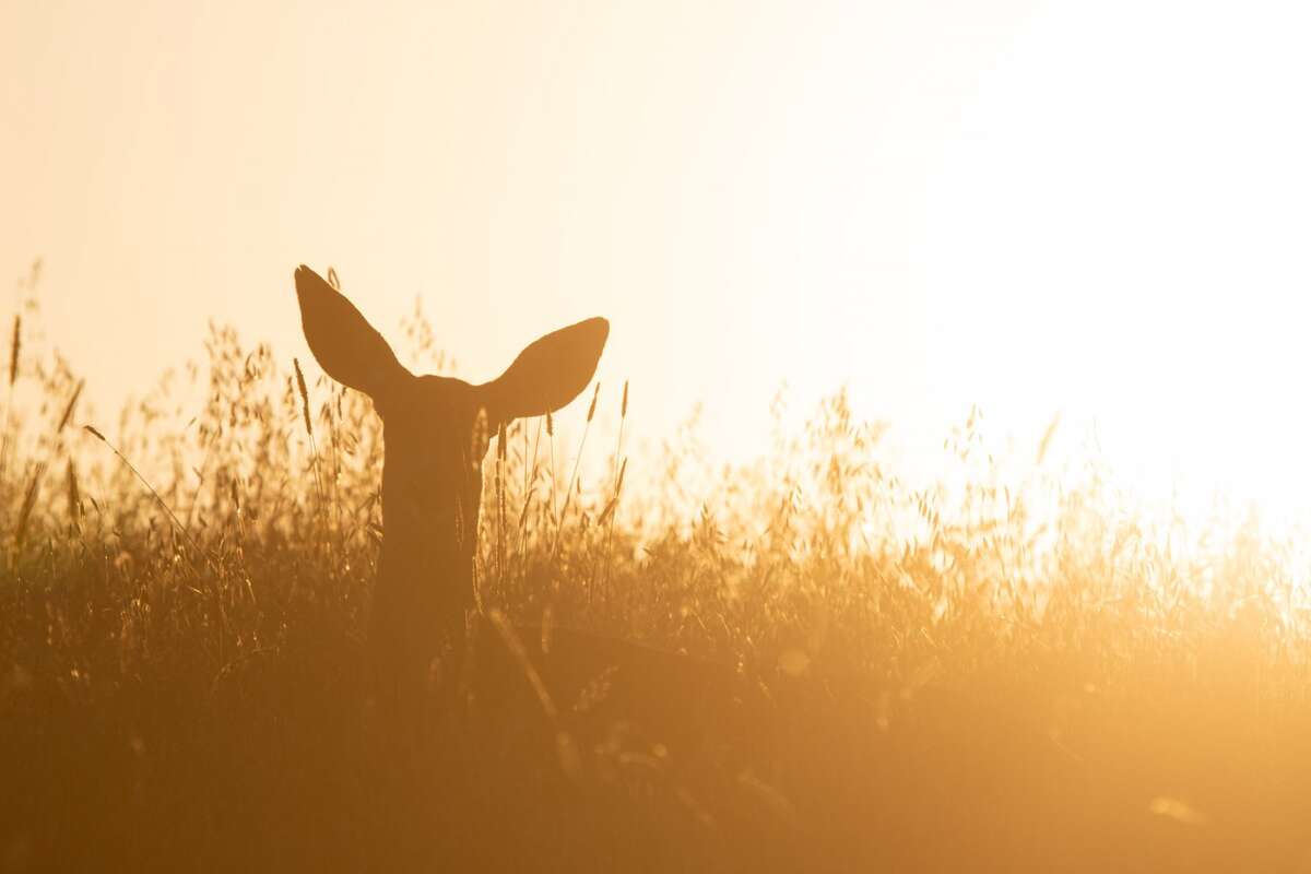 Northern California ranch, nearly the size of San Francisco, listed for ...