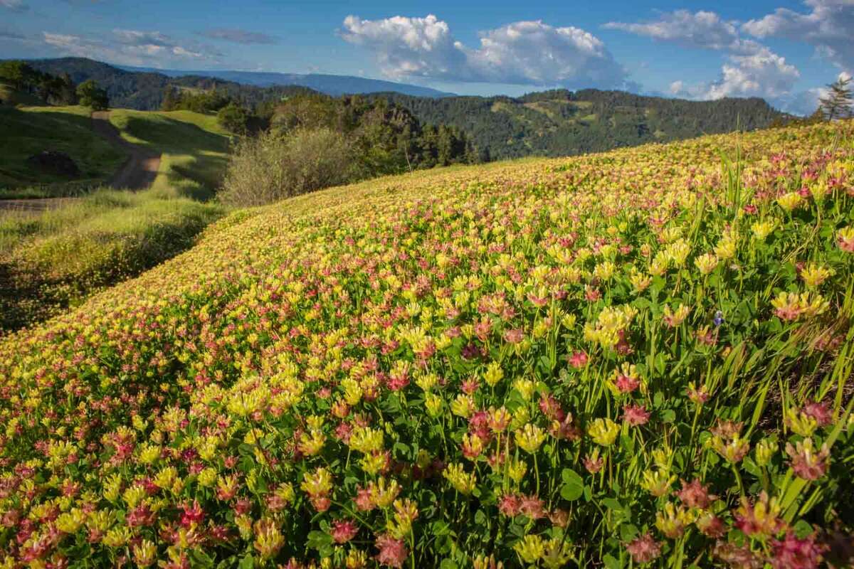 $6 million slashed off price of Northern California ranch, nearly the ...