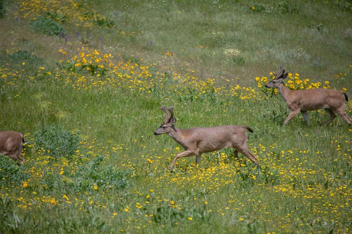 Northern California ranch, nearly the size of San Francisco, listed for ...