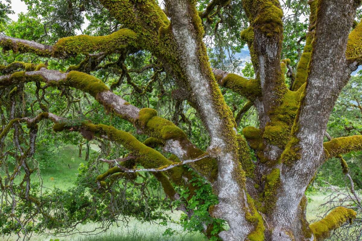 Northern California ranch, nearly the size of San Francisco, listed for ...