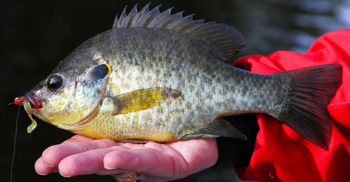 June spawn signals peak in Texas sunfish action